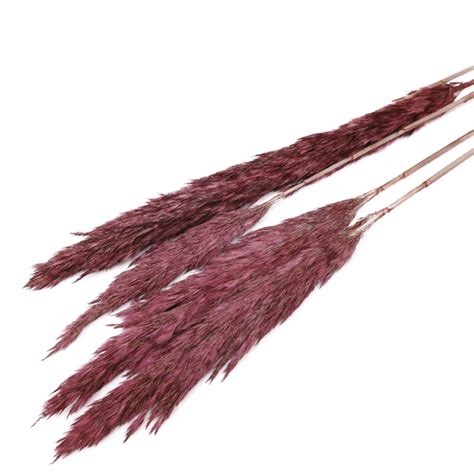 상품 상세보기 팜파스리드플름 팜파스13플름리드일본약5本와인 51320 480