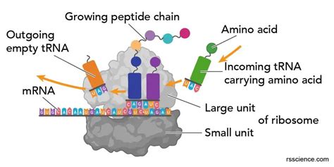 Cellular Biology Thread Ar15 Com