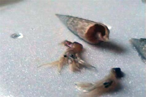 Encyclopedian Dictionary North Carolina Sea Shells Atlantic Auger Whats Inside The Shell