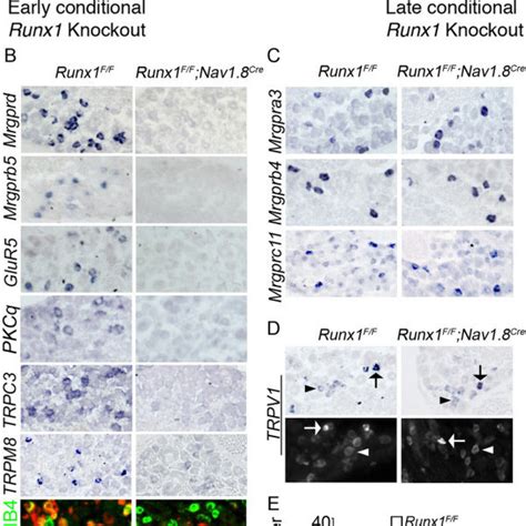 Expression Of Runx1 Dependent Genes In Runx1 Persistent Versus Download Scientific Diagram