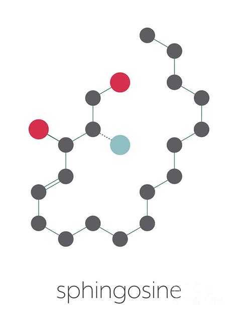Sphingosine Structure
