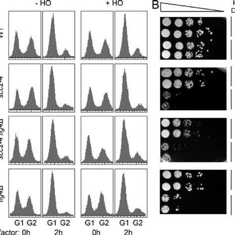 Nipbl Deficient Cells Display Increased Dna Damage Sensitivity A Download Scientific Diagram