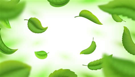 현실적인 녹색 떨어지는 잎 흰색에 고립 된 신선한 비행 흐린 잎 자연 3d 차 잎 벡터 배경 3차원 형태에 대한 스톡 벡터 아트 및 기타 이미지 Istock