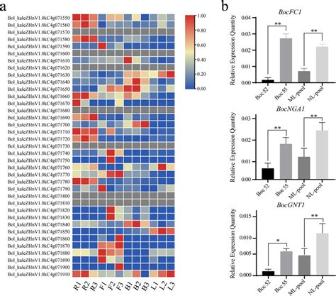 Expression Analysis Of Candidate Genes A Heatmap Of Candidate Genes Download Scientific