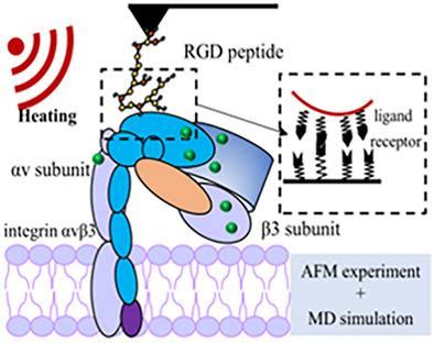V Rgd Peptide Science X Mol