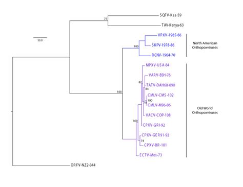 One Of The Two Most Parsimonious Trees Bootstrap Values Over 50 Are Download Scientific