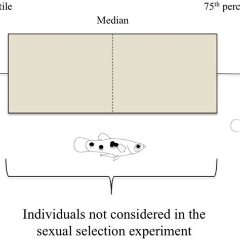 Classification Of Stimulus Fish In The Sexual Selection Experiment