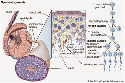 Dr Sherazi Foundation Spermatogenesis