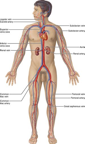Week 9 Lab Flashcards Quizlet