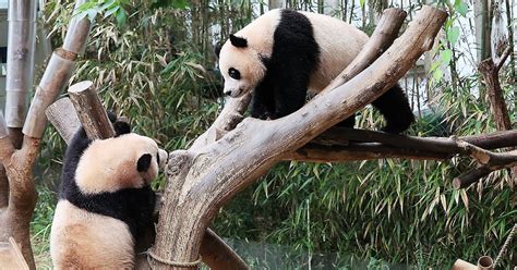 우리는 쌍둥이 판다 자매