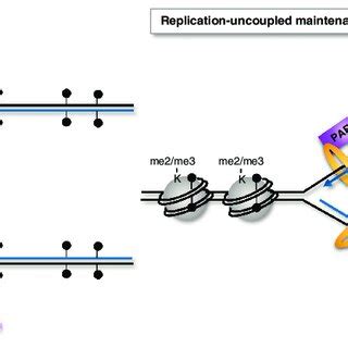 Models Of Replication Coupled And Replication Uncoupled Maintenance Of Download Scientific