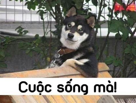 Hình ảnh Meme Hài Hước ảnh Chế Meme Vui Nhộn Bá đạo Leading10vn Eu Vietnam