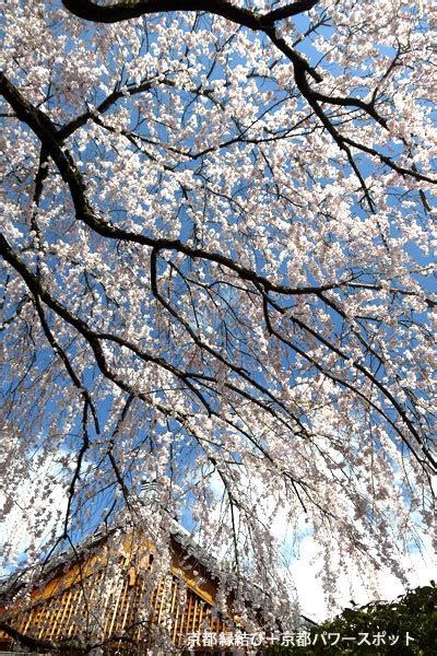本満寺の桜 京都縁結びパワースポット