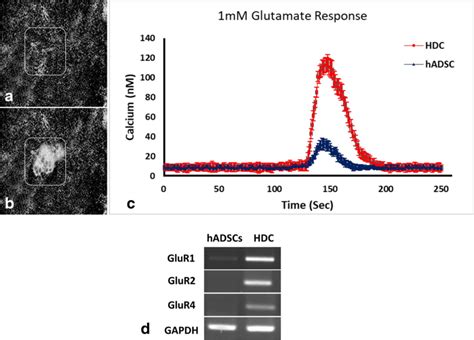 Functional Assay Of Hadsc Derived Retinal Precursor Like Cells From The