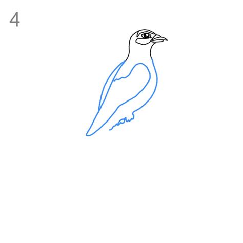 How To Draw A Magpie Step By Step Easy Drawing Guides Drawing Howtos