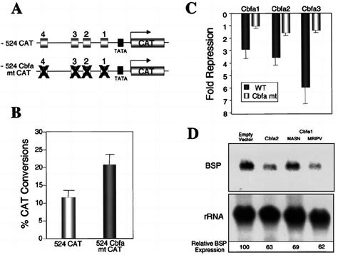cbfa proteins suppress expression of the bsp gene through interaction
