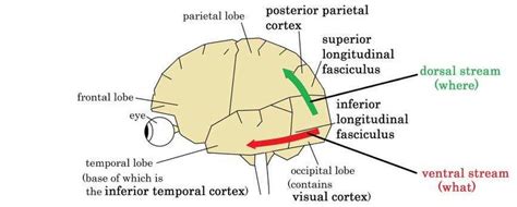 Lateral Side View Of The Human Brain Showing The Visual System
