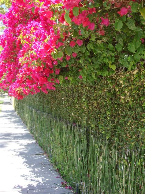 Training Bougainvillea Wall