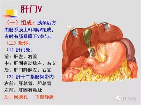 肝脏血流图解 肝门静脉循环示意图 伤感说说吧