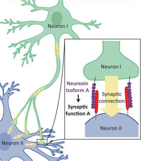 Neurons And Synapses Diagram