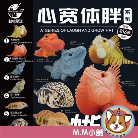 【mm小舖】『現貨』 動物星球 心寬體胖系列第十六彈 蜥蜴 爬蟲類 鬣蜥 石龍子 公仔 模型 全81款 蝦皮購物