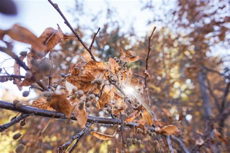 무료 이미지 나무 자연 분기 꽃 겨울 햇빛 잎 서리 야생 생물 봄 가을 플로라 시즌 작은 가지 매크로 사진 우디 식물 5456x3632