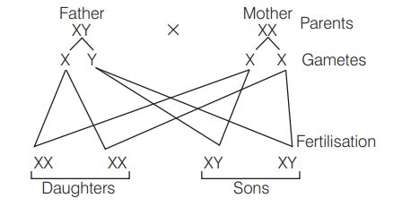 Topic Sex Determination NEET Style Questions