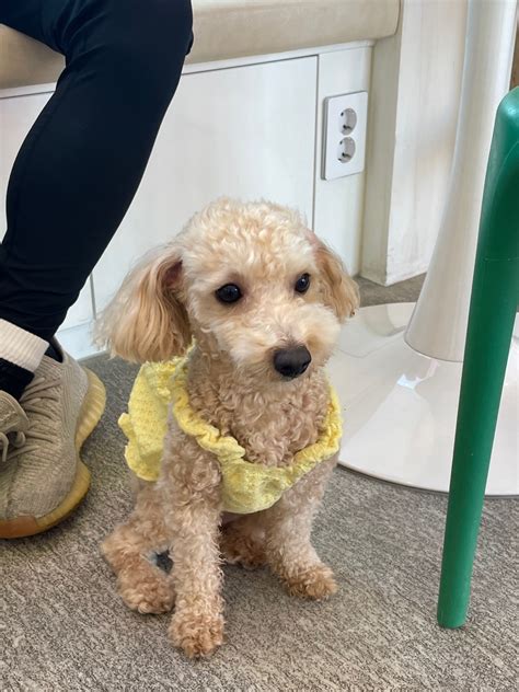 푸들 몽이 강아지 책임분양♥입양완료 강아지•고양이입양 강아지보호소 고양이보호소 무료분양 아이조아보호소