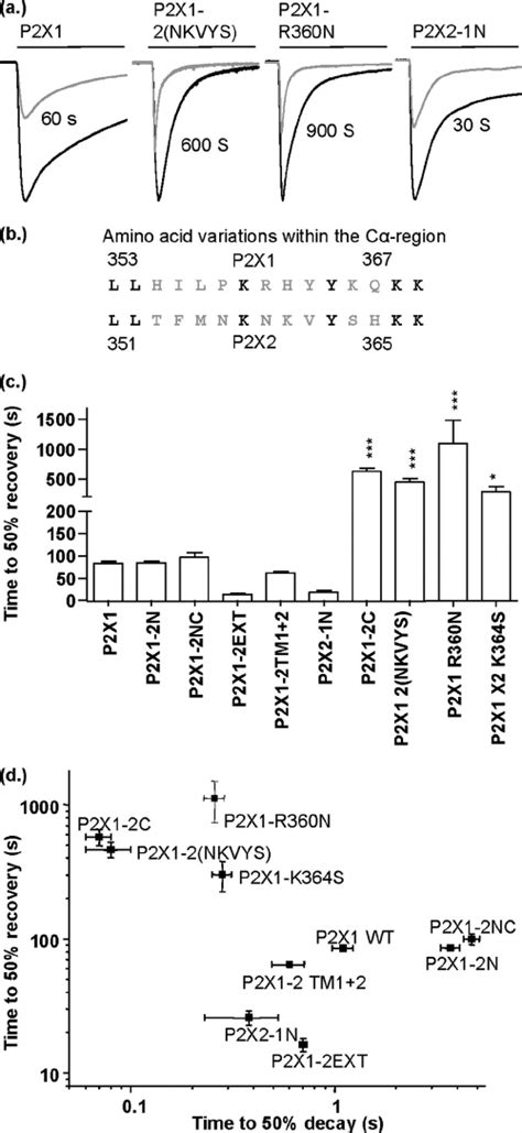 Carboxyl Terminus Contribution To Recovery From Desensitization A