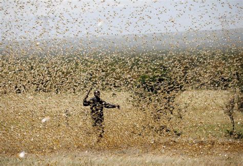 Locust Swarm 2025 Lucia Faith Locust Swarm 2025 Lucia Faith