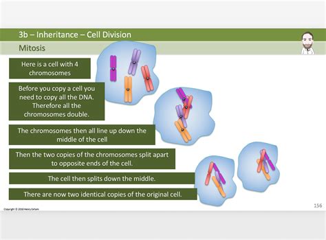 Section 3 Presentation Bundle Igcse 9 1 Biology