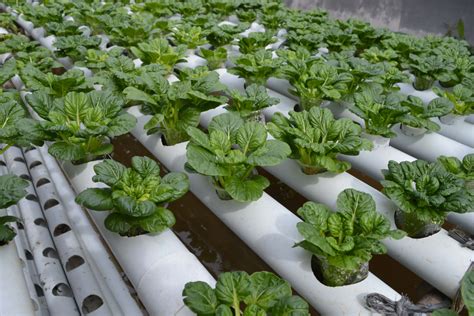 How To Plant Chinese Cabbage At Home At Eileen Perry Blog