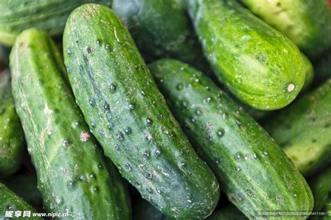 黄瓜 摄影图 蔬菜 生物世界 摄影图库 昵图网