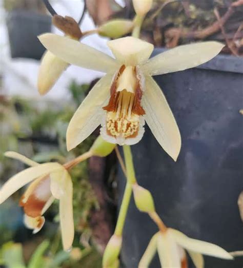 Orchids Orchid Botanics 3 5