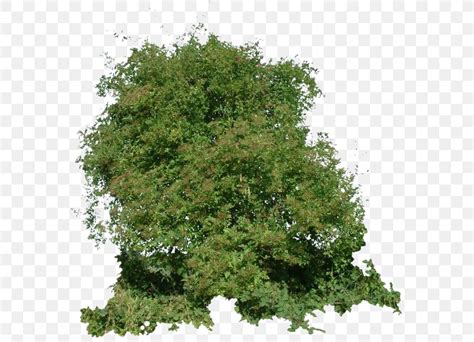 Shrub Texture Mapping Branch D Textur Tree PNG X Px D Computer Graphics Shrub Biome
