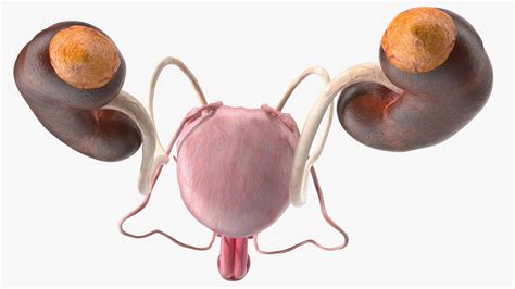 Male Reproductive System 3d Model 89 3ds Blend C4d Fbx Max Ma