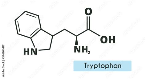 Tryptophan Molecule Structure L Tryptophan Trp W Skeletal Formula