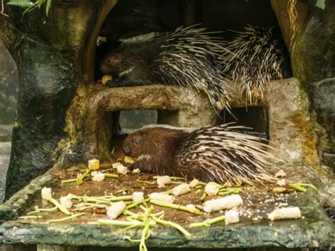 Do Porcupines Hibernate Why How Long Where Naturenibble