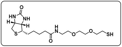 新研博美来分享biotin Peg2 Sh生物素 二聚乙二醇 巯基，biotin Peg2 Thiol的应用啦，快来看！ 知乎