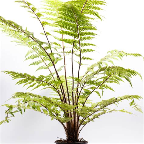 Cyathea Medullaris Kauri Park