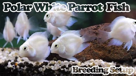 Polar White Parrot Fish Breeding Setup LIVE AQUARIUM YouTube