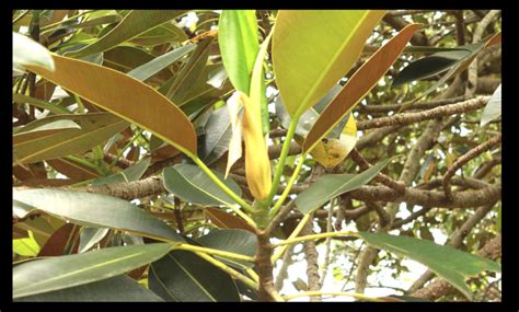 Ficus Macrophylla Botany Brisbane