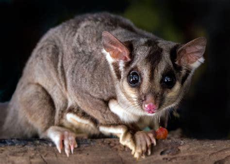 Possum Protection