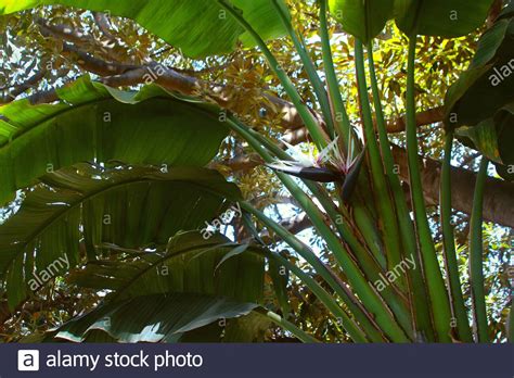 Wild Banana High Resolution Stock Photography and Images - Alamy