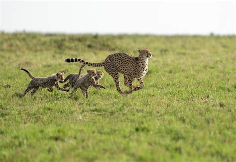 Swift Unity Photograph By Carol Corder Fine Art America