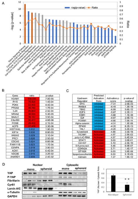 Gene Expression Analysis Using Serial Analysis Of Gene Expression