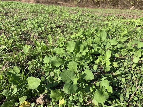 How To Plant A Small Food Plot With Hand Tools Huntstand