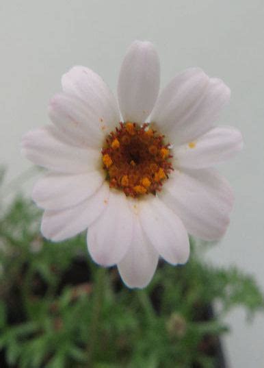 Chrysanthemum Mawii Pale Pink The Collectors Corner Buy Unusual Perennial Plants Bulbs