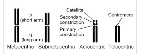 Classification Of Chromosomes Based On Short Arm Length By Db