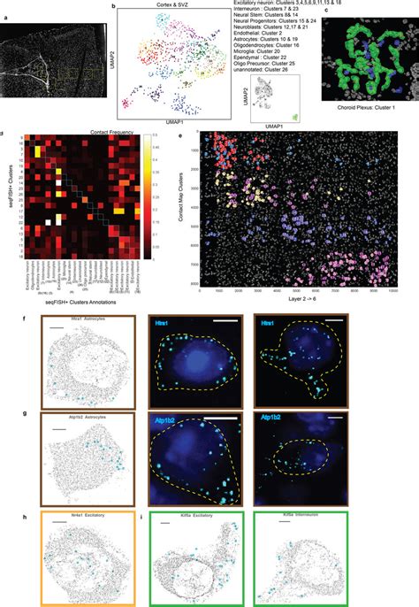 Additional Analysis Of Cortex And Subcellular Localization Patterns In Download Scientific